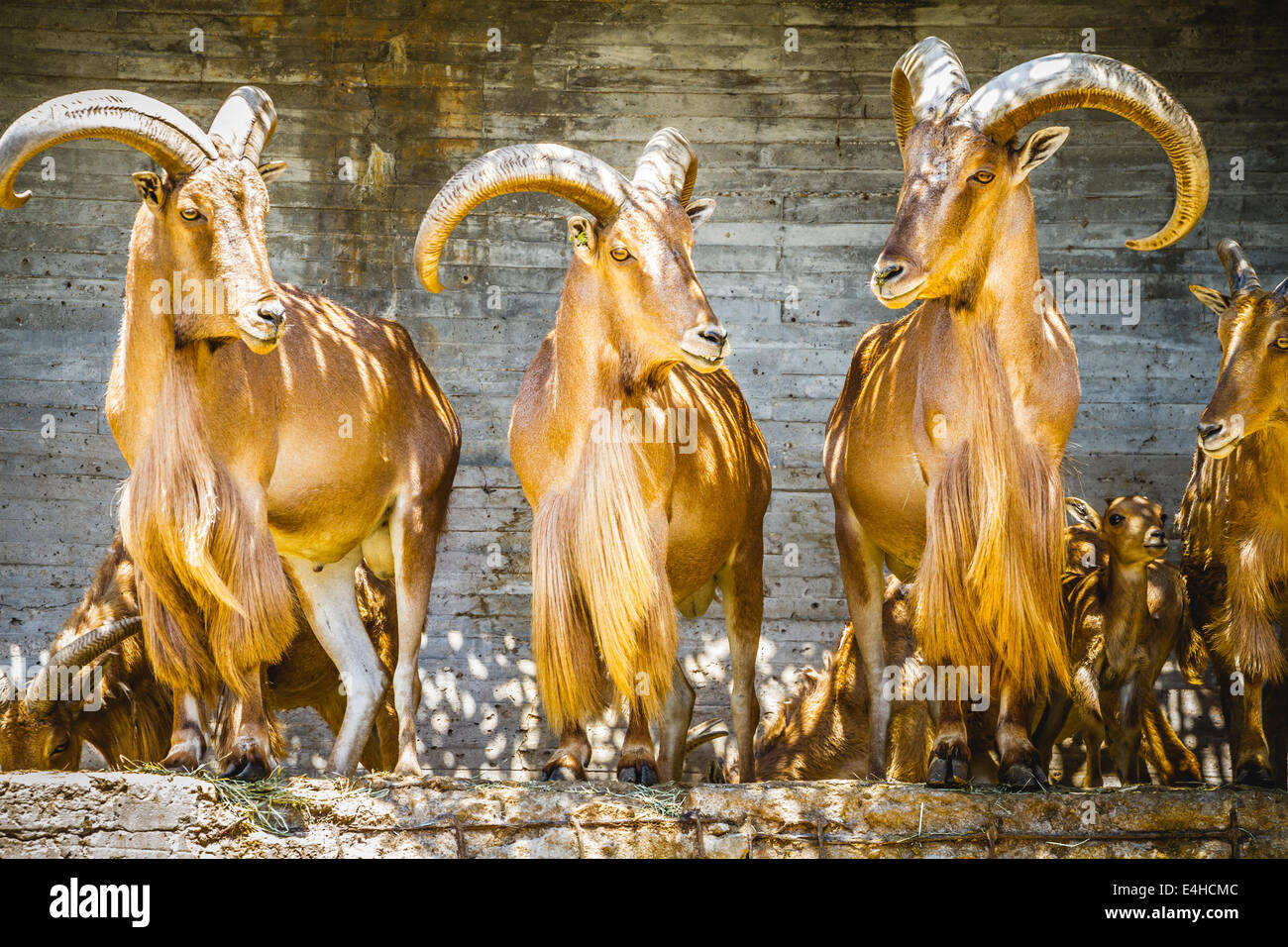 Nubischer Steinbock Stockfotos und -bilder Kaufen - Alamy