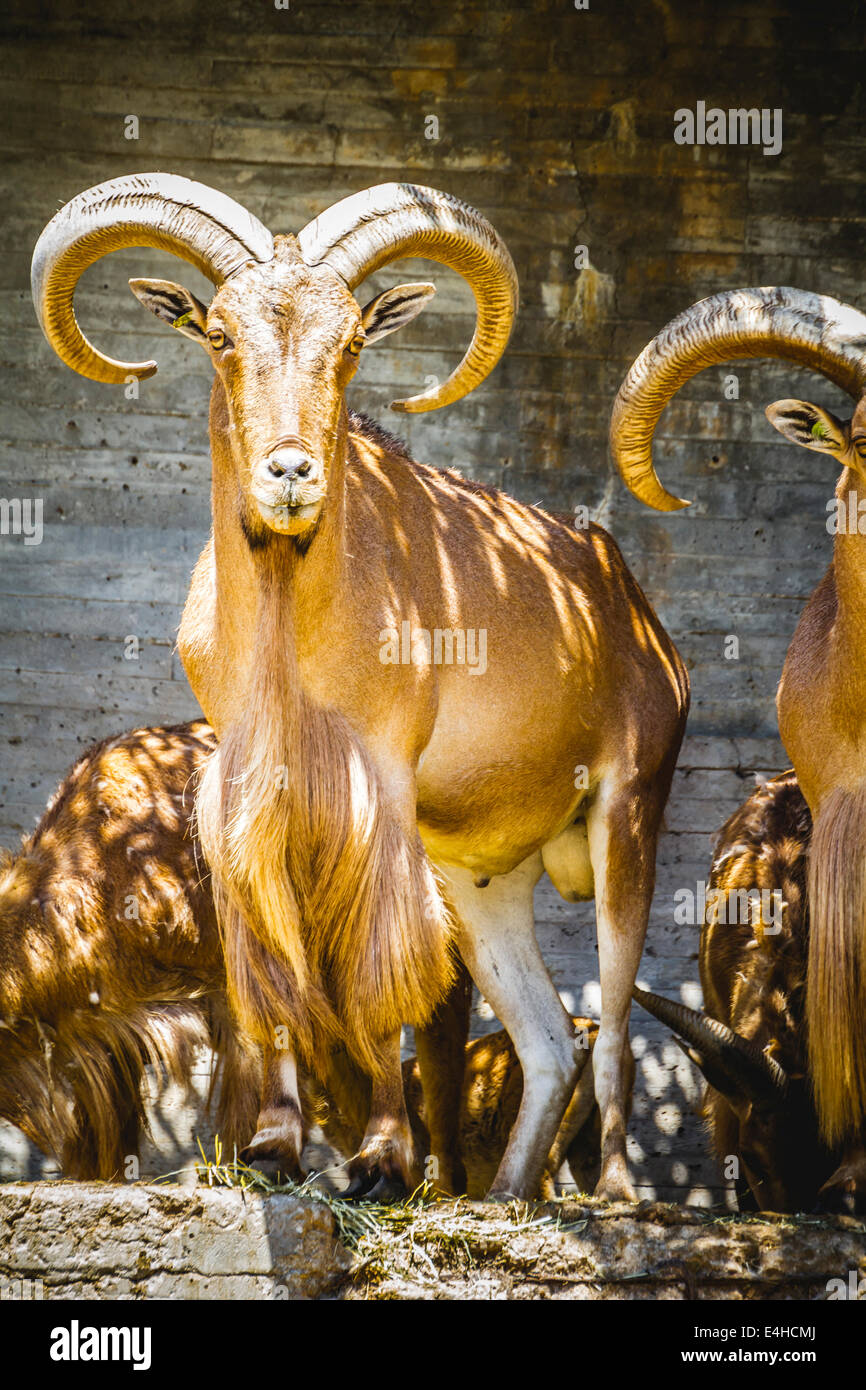 Nubian steinbock -Fotos und -Bildmaterial in hoher Auflösung – Alamy