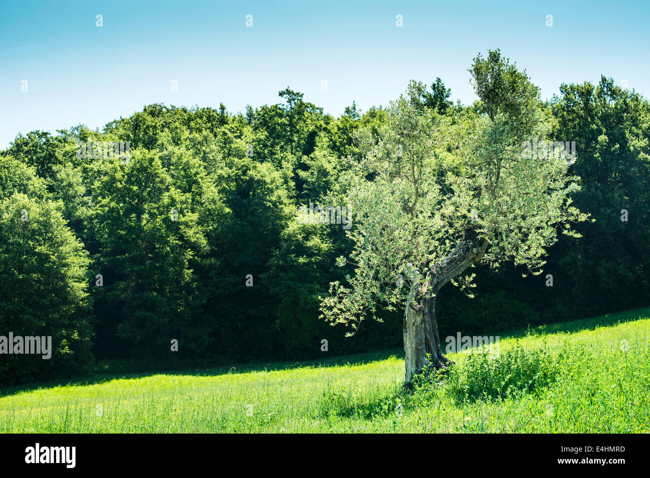 Alte olivenbäume toskana -Fotos und -Bildmaterial in hoher Auflösung ...
