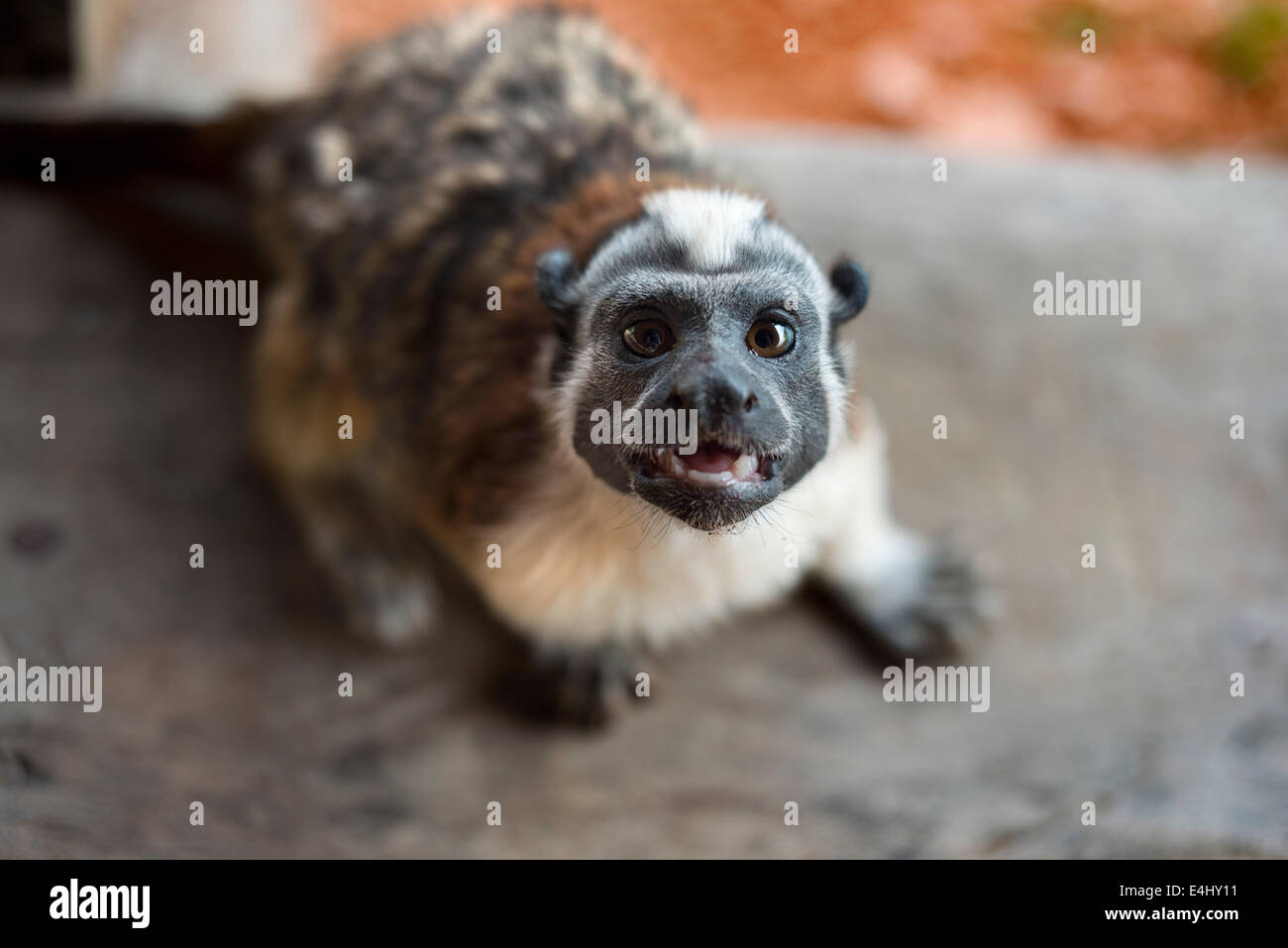 Zentralamerikanischen Affen (Saimiri Oerstedii), Titi Monkey ...