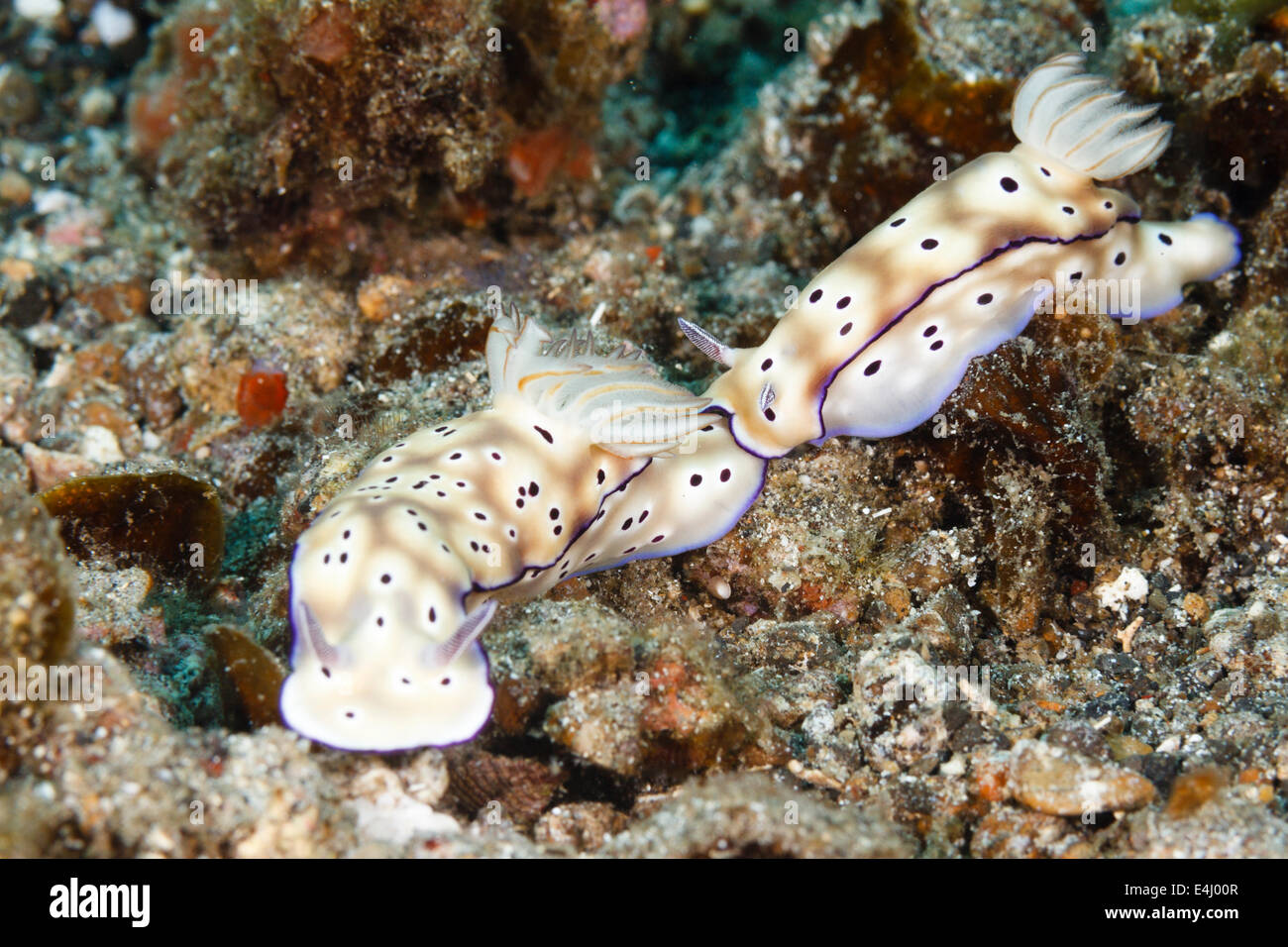 Risbecia tryoni nudibranchs -Fotos und -Bildmaterial in hoher Auflösung ...