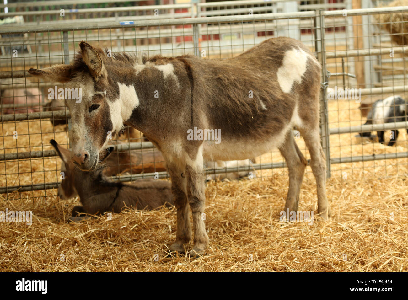 Baby donkey -Fotos und -Bildmaterial in hoher Auflösung – Alamy