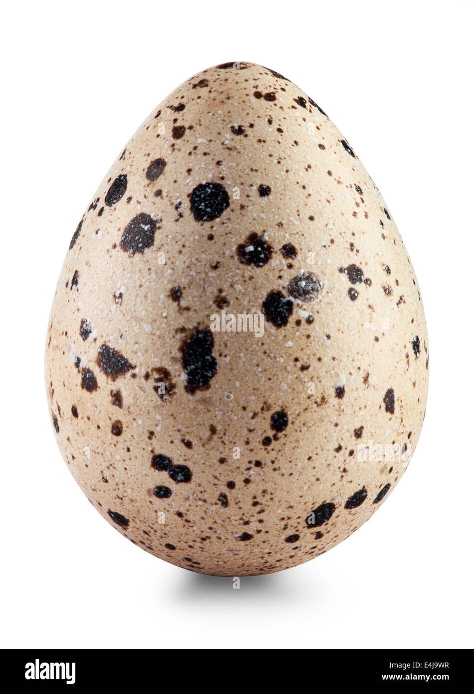 Quail egg -Fotos und -Bildmaterial in hoher Auflösung – Alamy