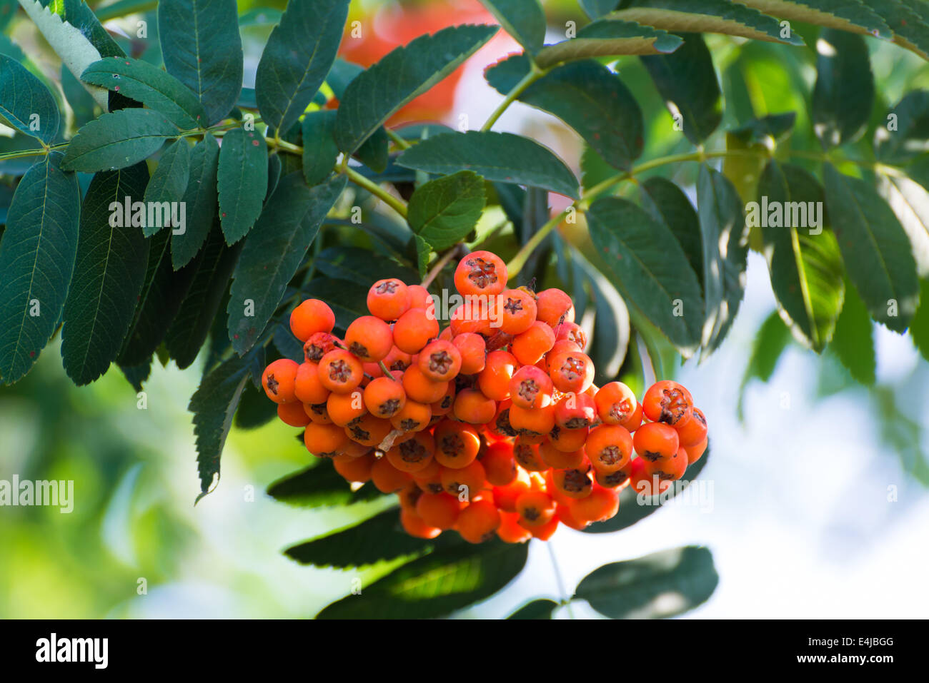 Reife ebereschenbeeren -Fotos und -Bildmaterial in hoher Auflösung – Alamy