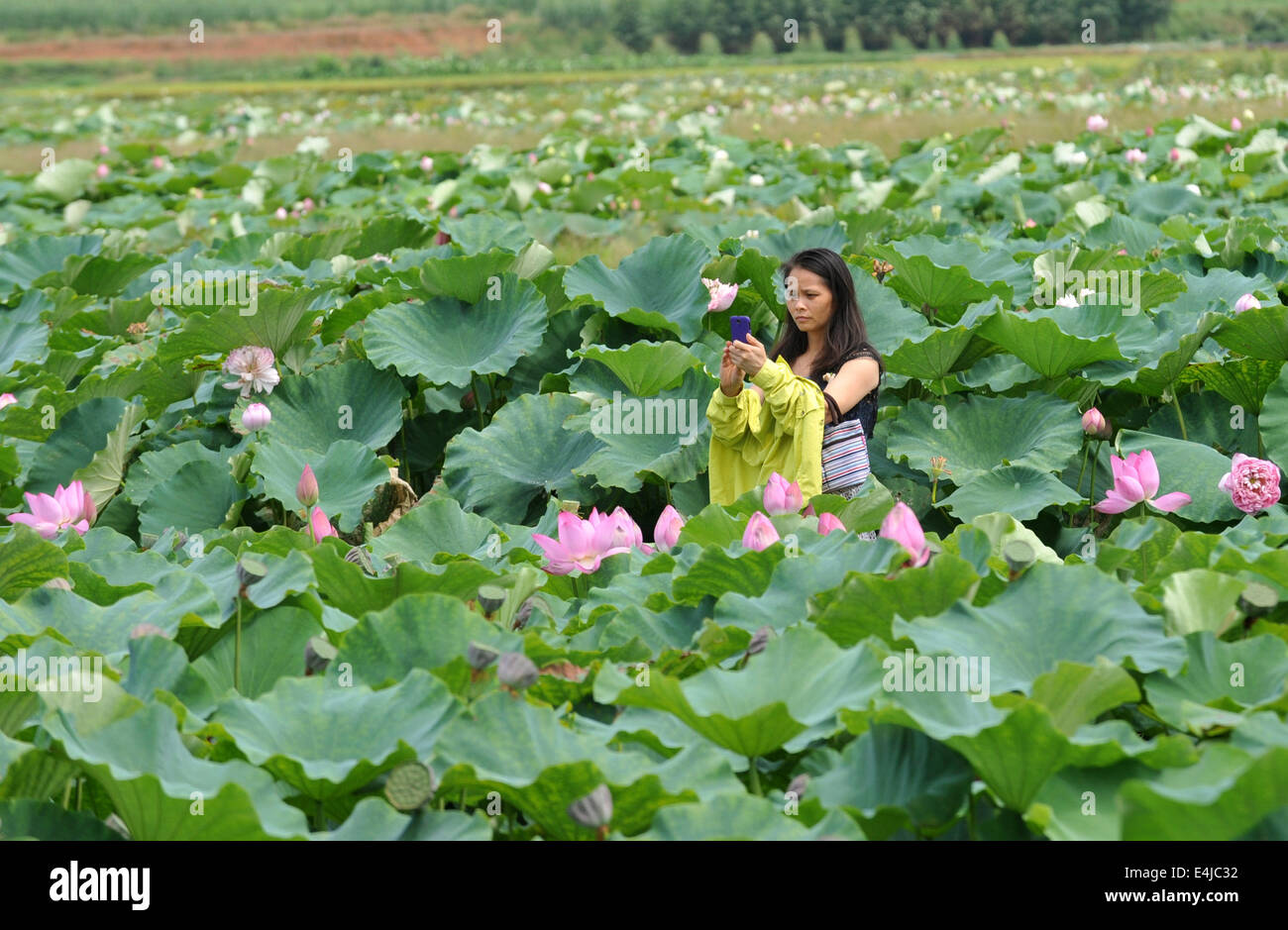 (140713)--BINYANG, 13. Juli 2014 (Xinhua)--ein Besucher nimmt Foto von Lotusblüten in Lithang ...