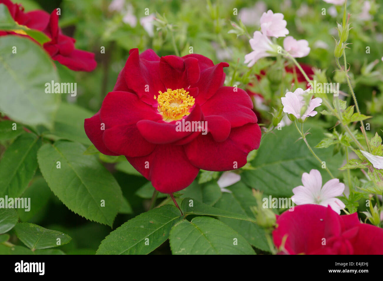 Red james -Fotos und -Bildmaterial in hoher Auflösung – Alamy