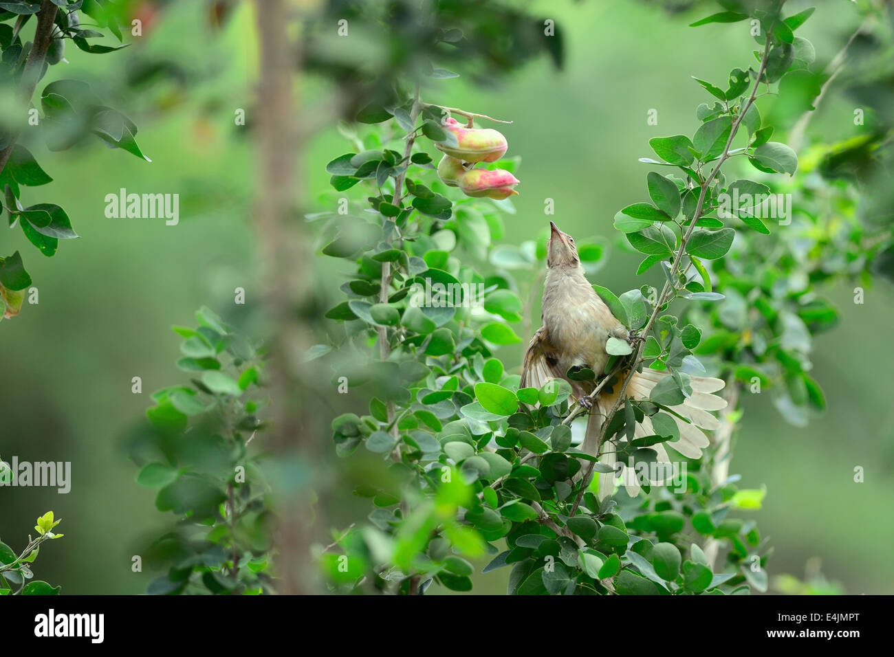 Vogel isst obst -Fotos und -Bildmaterial in hoher Auflösung – Alamy