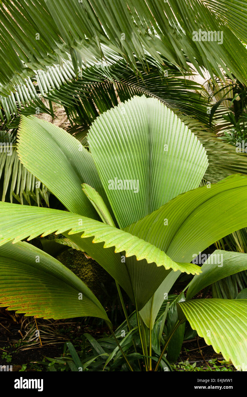Breite Wedel der Palme Silber Joey, Johannesteijsmannia magnifica ...