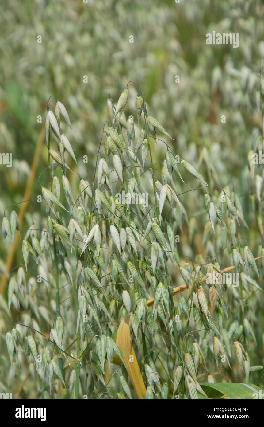 Reife haferernte -Fotos und -Bildmaterial in hoher Auflösung – Alamy