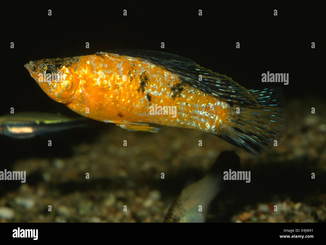 Yucatan molly poecilia velifera poeciliidae -Fotos und -Bildmaterial in ...