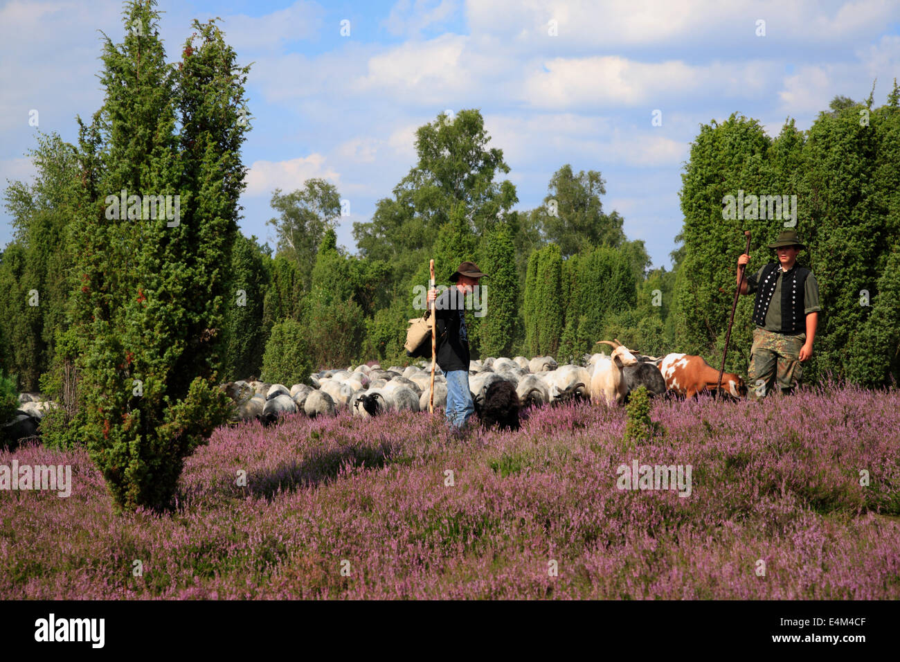 Hirte und schafe -Fotos und -Bildmaterial in hoher Auflösung – Alamy