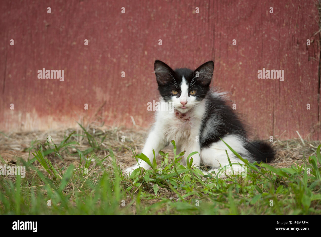 Katze mit einem abszess -Fotos und -Bildmaterial in hoher Auflösung – Alamy