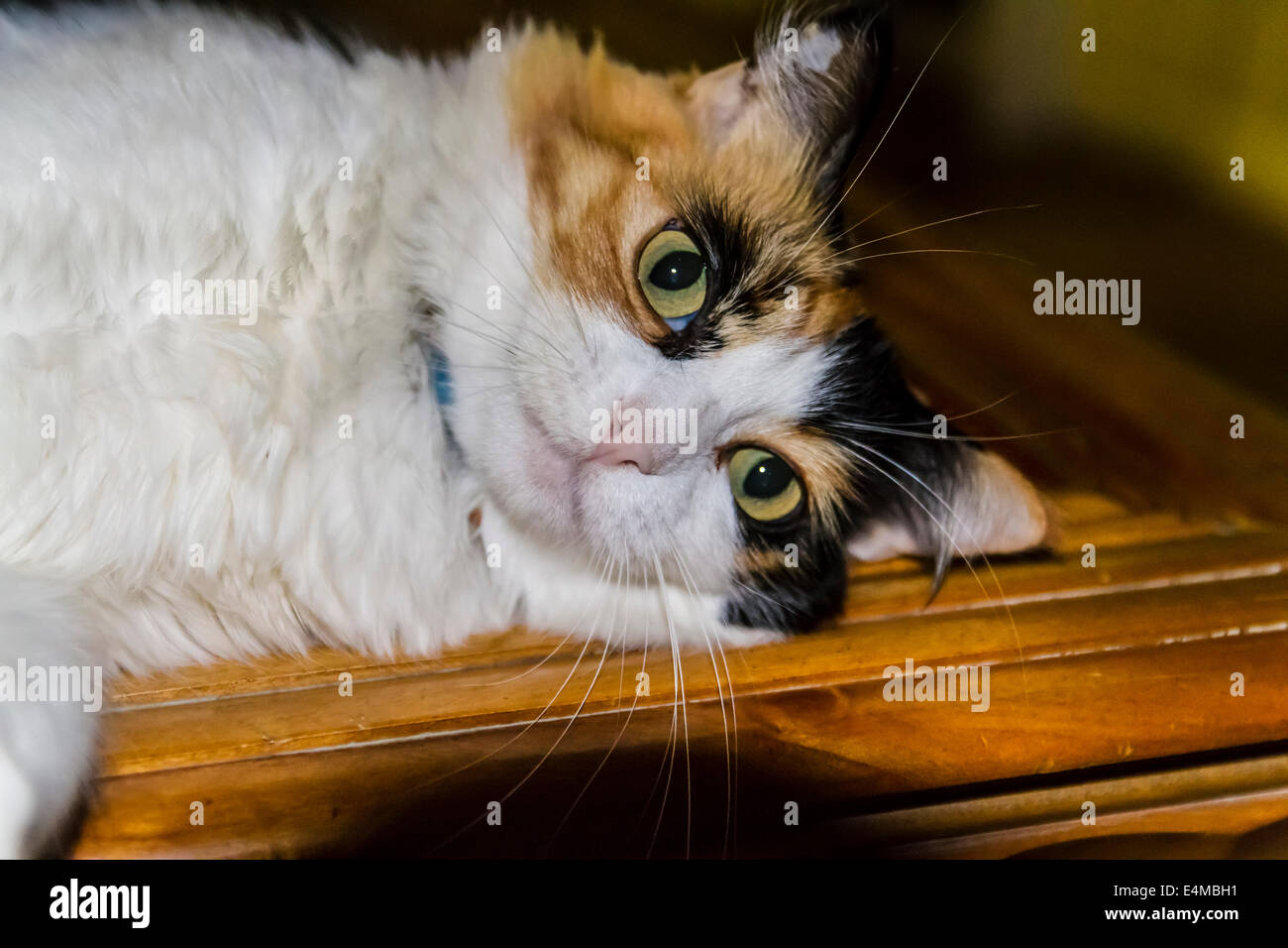 Lange haare kaliko katze -Fotos und -Bildmaterial in hoher Auflösung ...