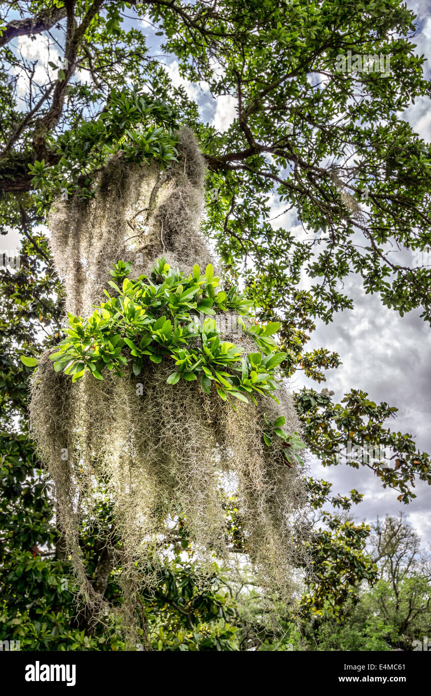 Spanisches moos im baum -Fotos und -Bildmaterial in hoher Auflösung – Alamy