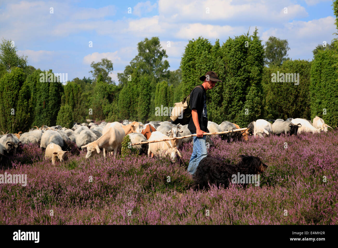 Hirte und schafe -Fotos und -Bildmaterial in hoher Auflösung – Alamy