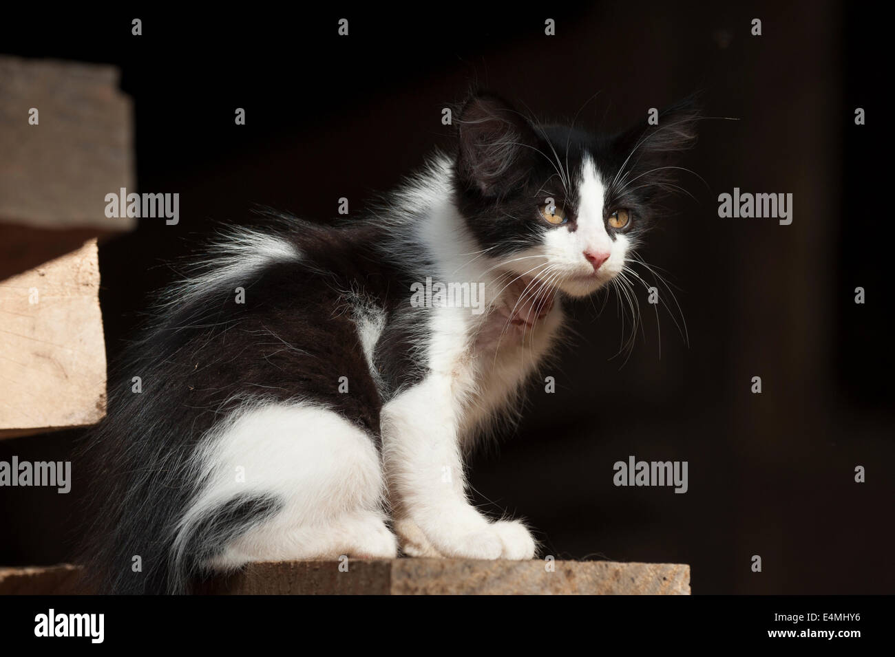 Scheune Kätzchen mit Abszess am Hals Stockfotografie - Alamy