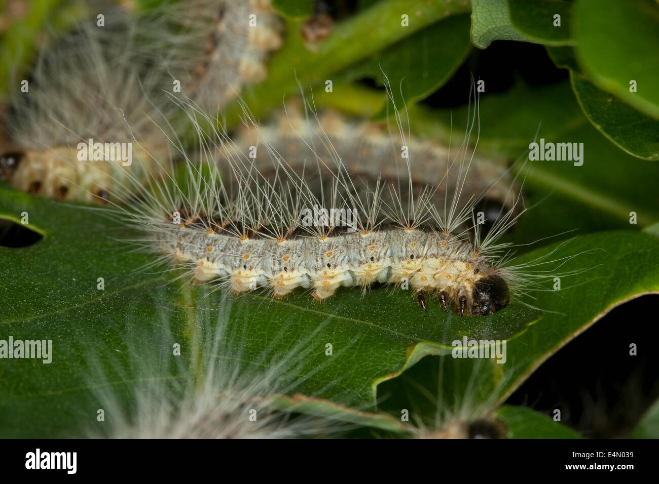 Eiche Eichenprozessionsspinner, Prozession, Eichen-Prozessionsspinner ...