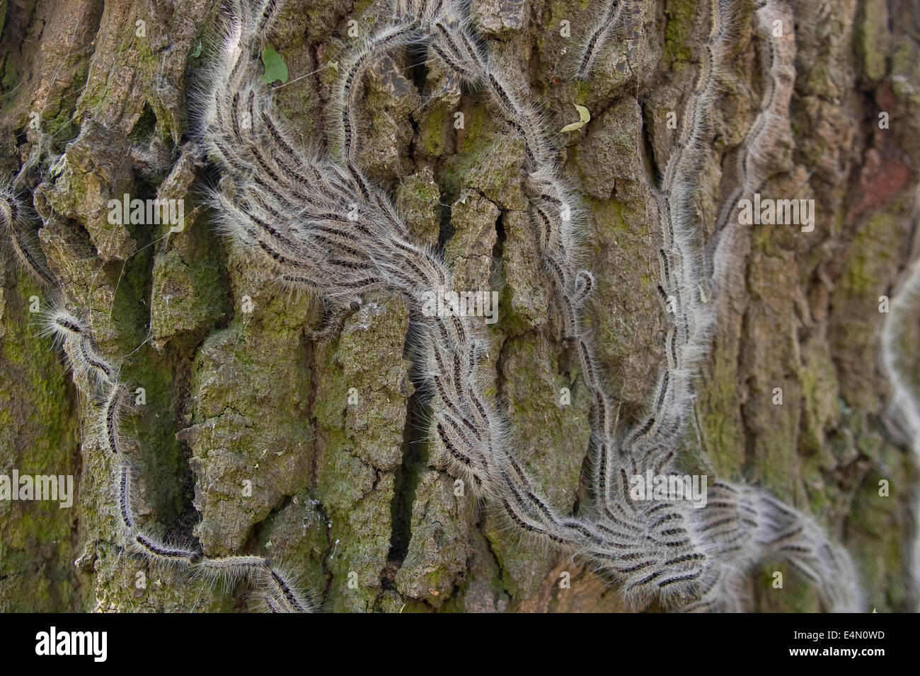 Eichenprozessionsspinner raupe -Fotos und -Bildmaterial in hoher ...
