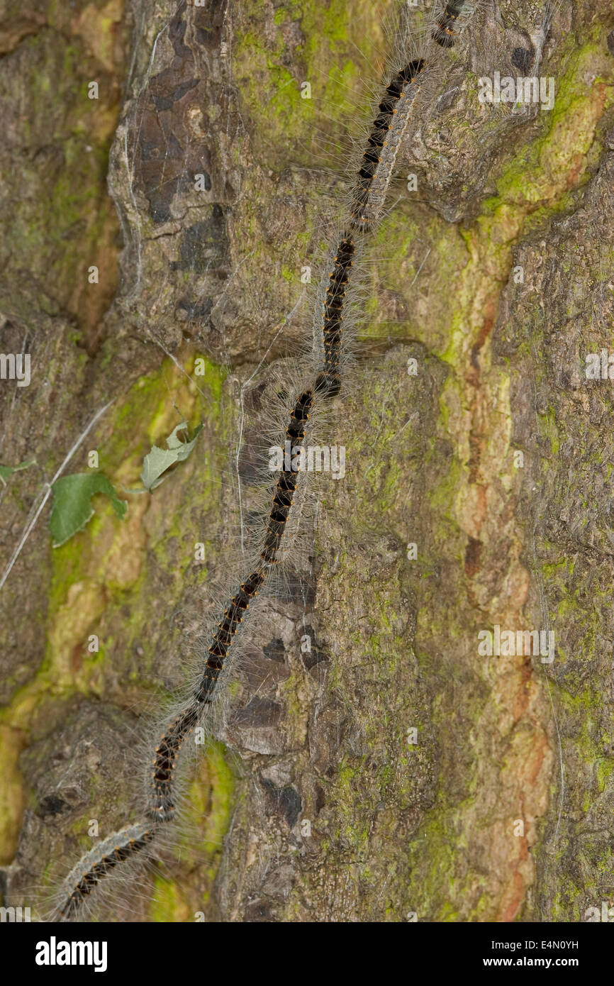 Eiche Eichenprozessionsspinner, Prozession, Eichen-Prozessionsspinner ...