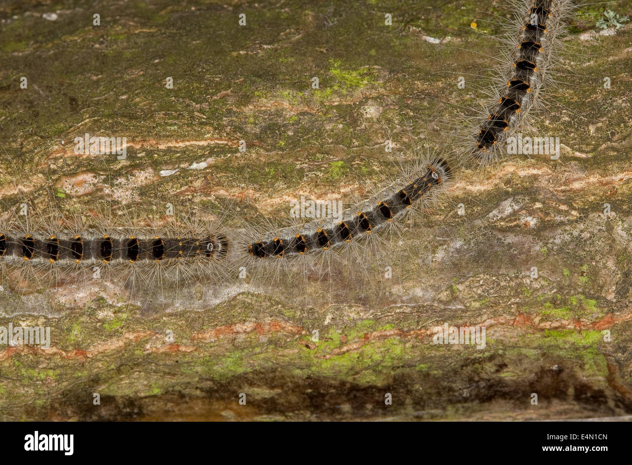 Eiche Eichenprozessionsspinner, Prozession, Eichen-Prozessionsspinner ...