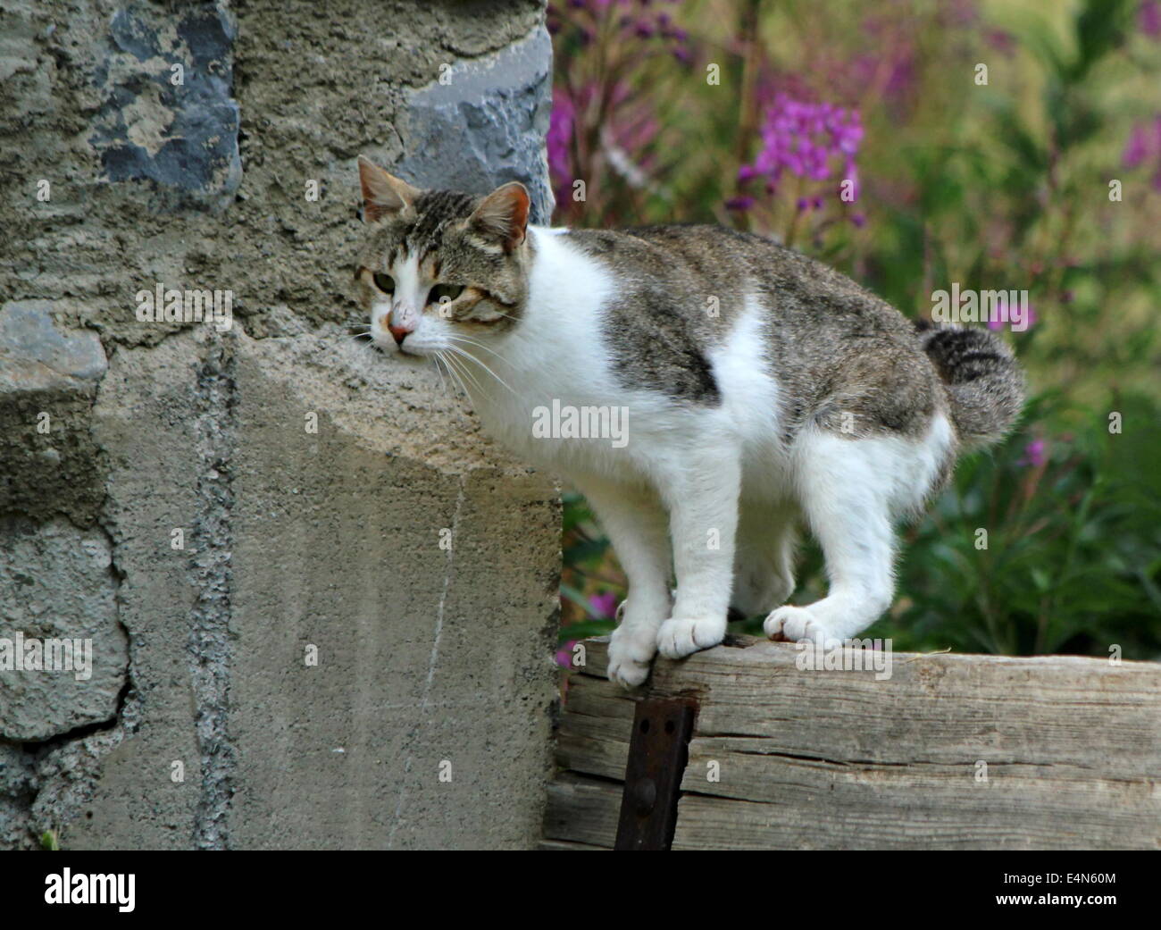 Katze sprung Stockfotos und -bilder Kaufen - Alamy