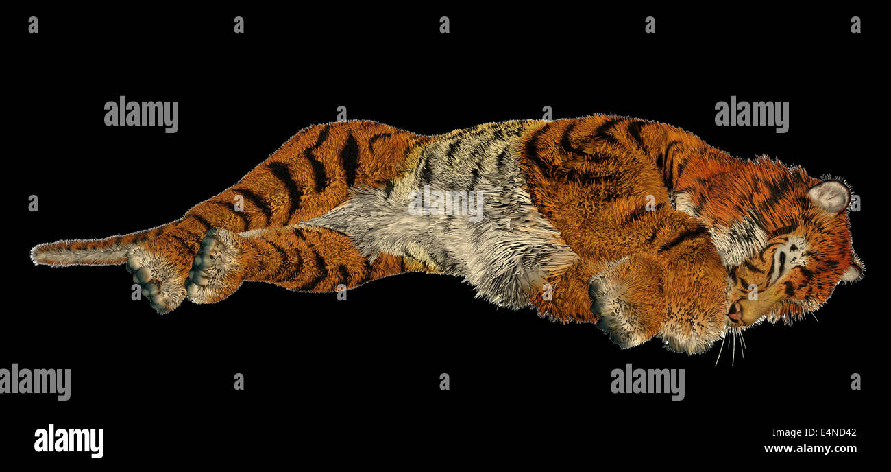 White tiger sleeping -Fotos und -Bildmaterial in hoher Auflösung – Alamy