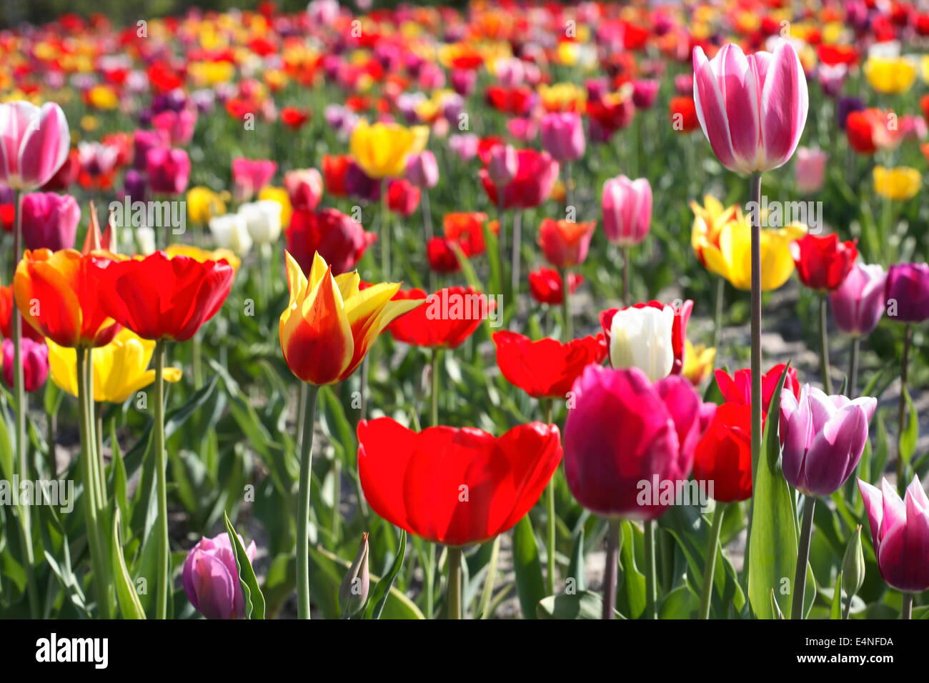 Feld tulpe -Fotos und -Bildmaterial in hoher Auflösung – Alamy