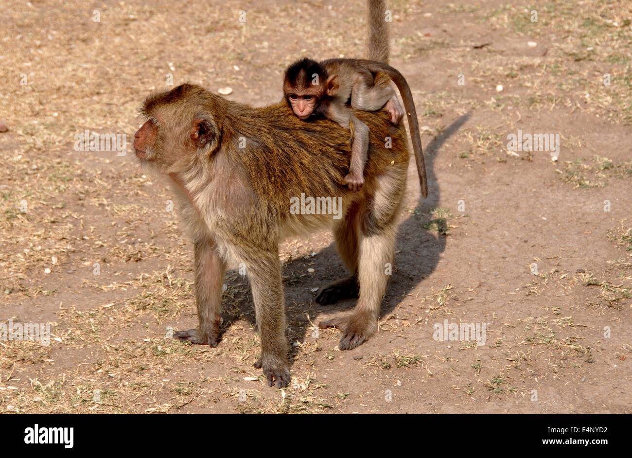 LOPBURI, THAILAND: Ein Affenbaby sitzt auf seiner Mutter zurück auf ...