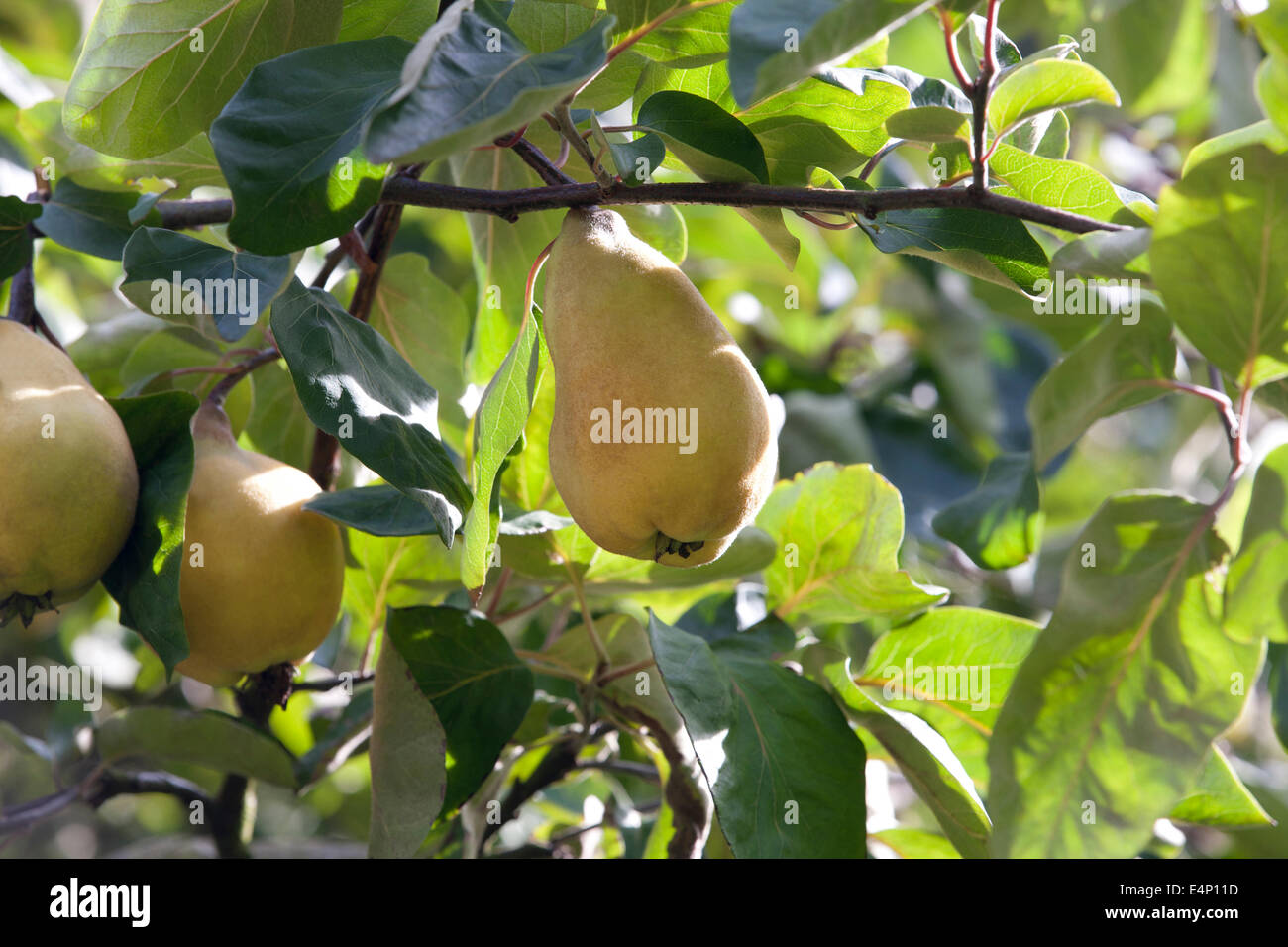 Quitten Am Baum Stockfotos und -bilder Kaufen - Alamy