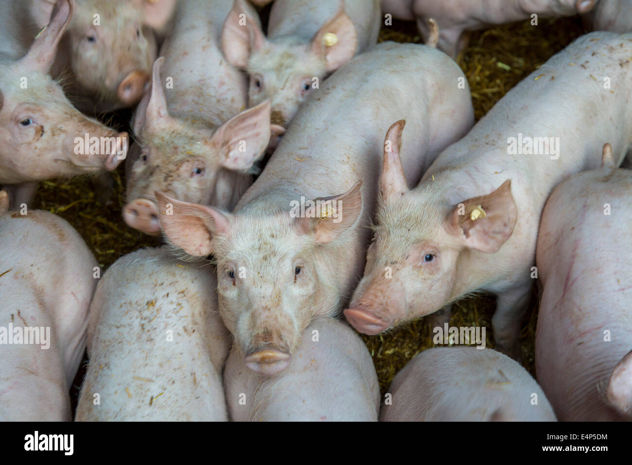 Tiere ferkel im stall schwein ferkel -Fotos und -Bildmaterial in hoher ...