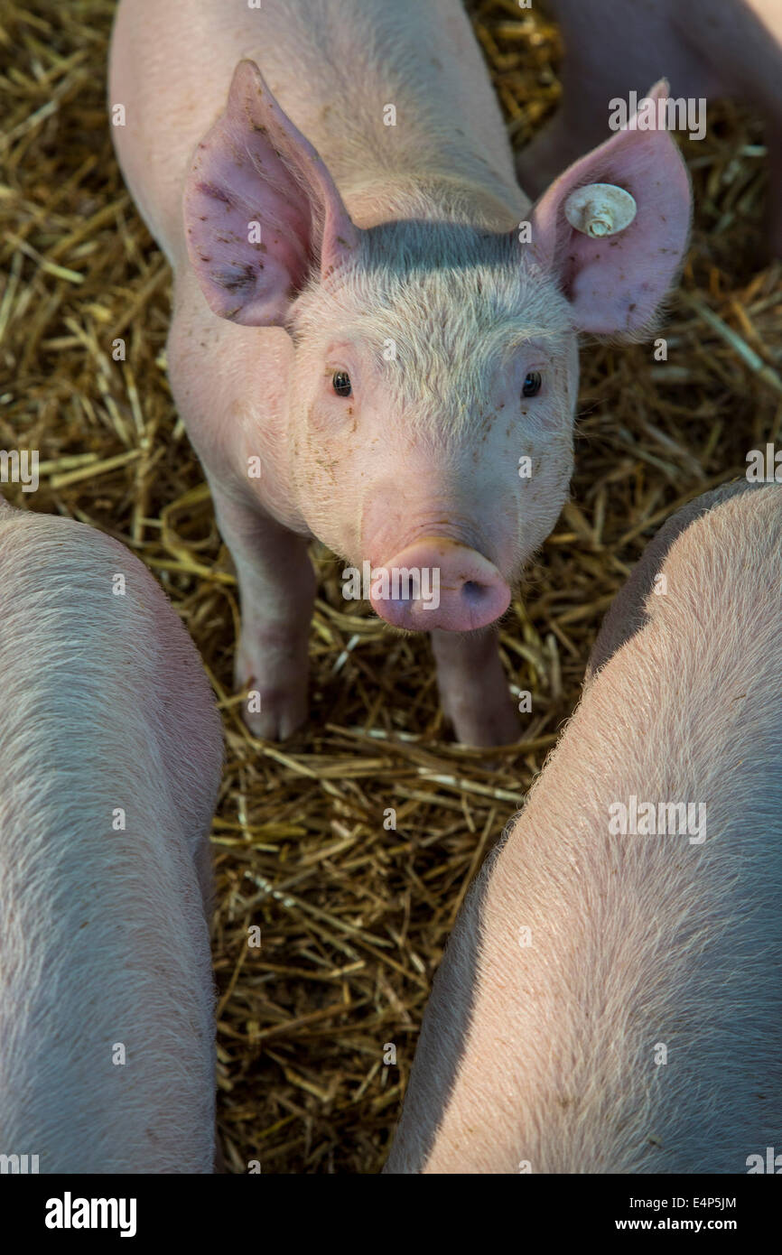 Tiere ferkel im stall schwein ferkel -Fotos und -Bildmaterial in hoher ...
