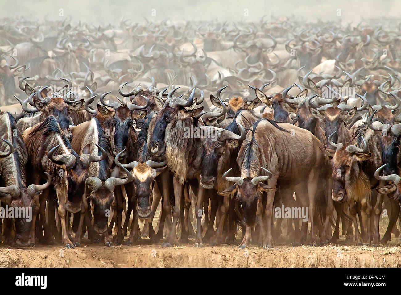 Gnu gnu -Fotos und -Bildmaterial in hoher Auflösung – Alamy