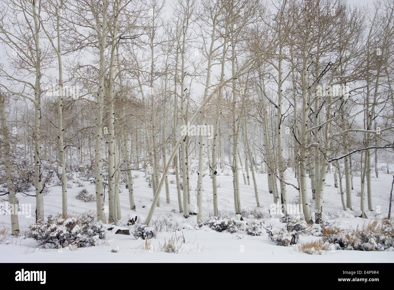 Pando clone -Fotos und -Bildmaterial in hoher Auflösung – Alamy