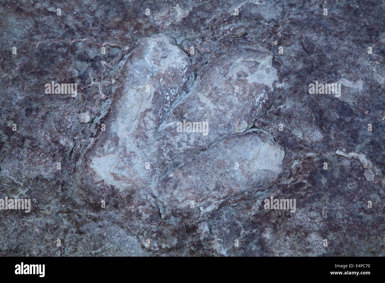 Dinosaur dilophosaurus ausdruken -Fotos und -Bildmaterial in hoher ...