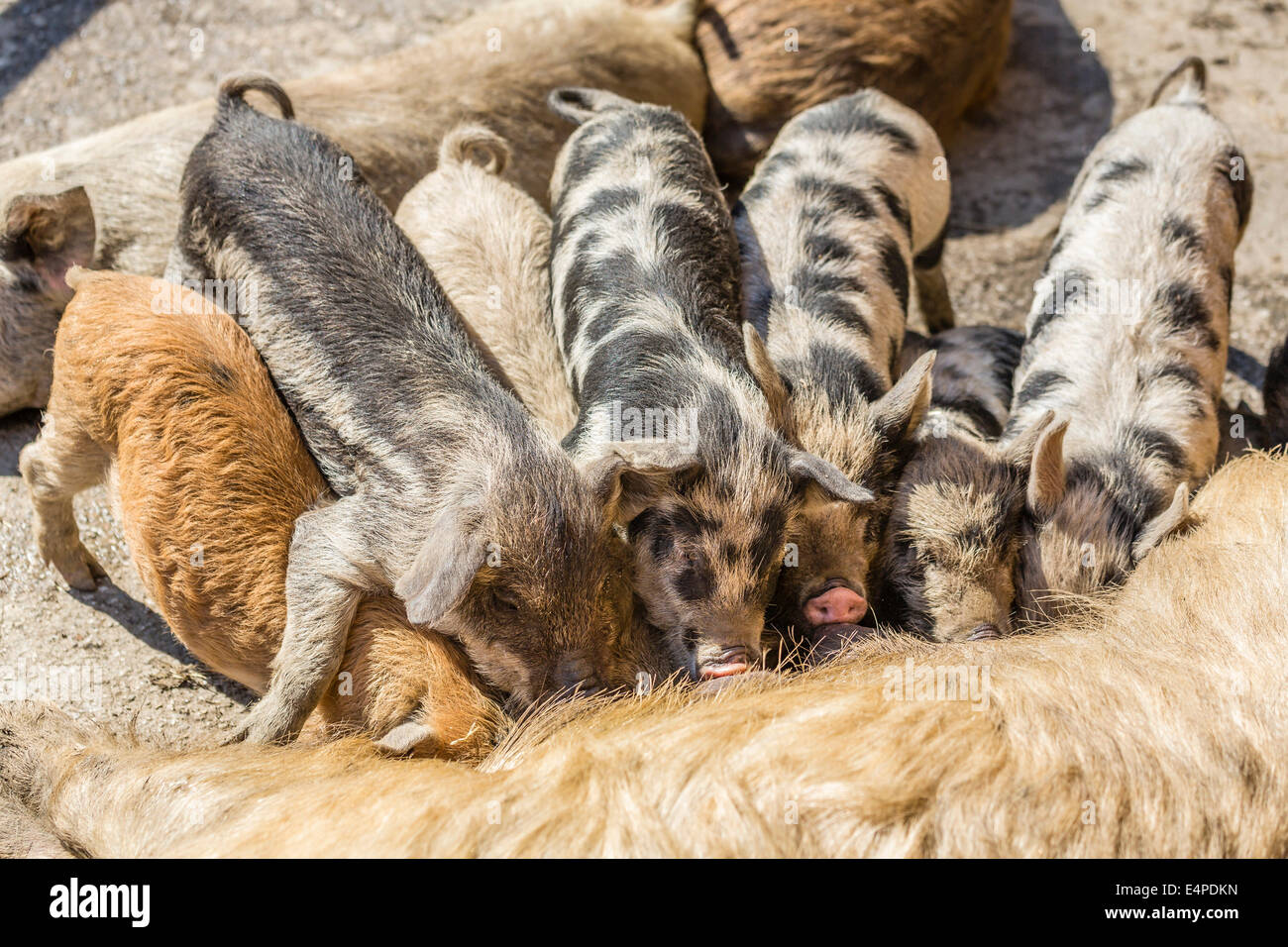 Drei Mangalitza Schweine und vier schwarz gefleckt Turopoljeschweine ...