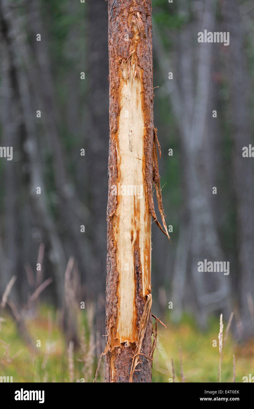 Rinde Am Baum Beschadigt