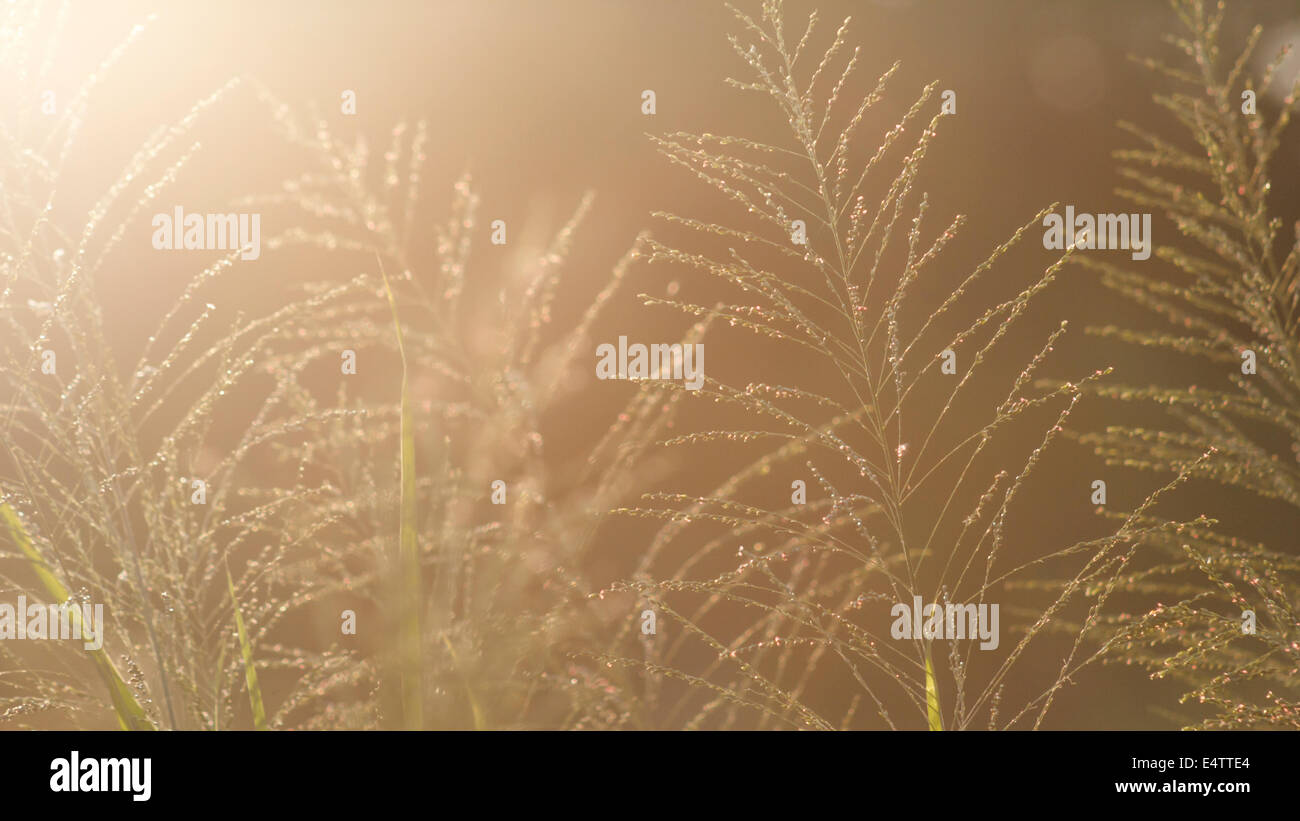 Rispe gras -Fotos und -Bildmaterial in hoher Auflösung – Alamy