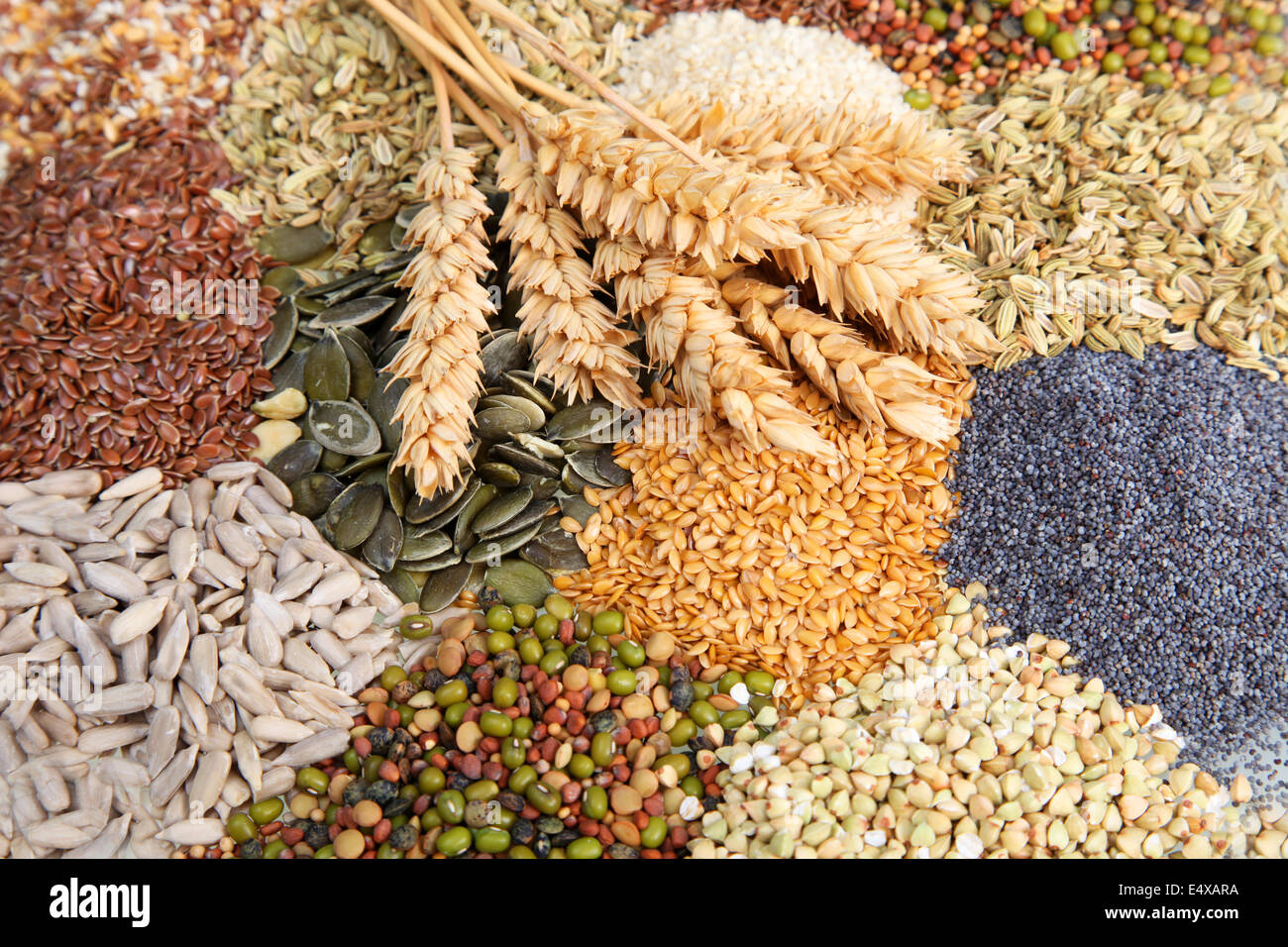 Essbare mohnblume -Fotos und -Bildmaterial in hoher Auflösung – Alamy
