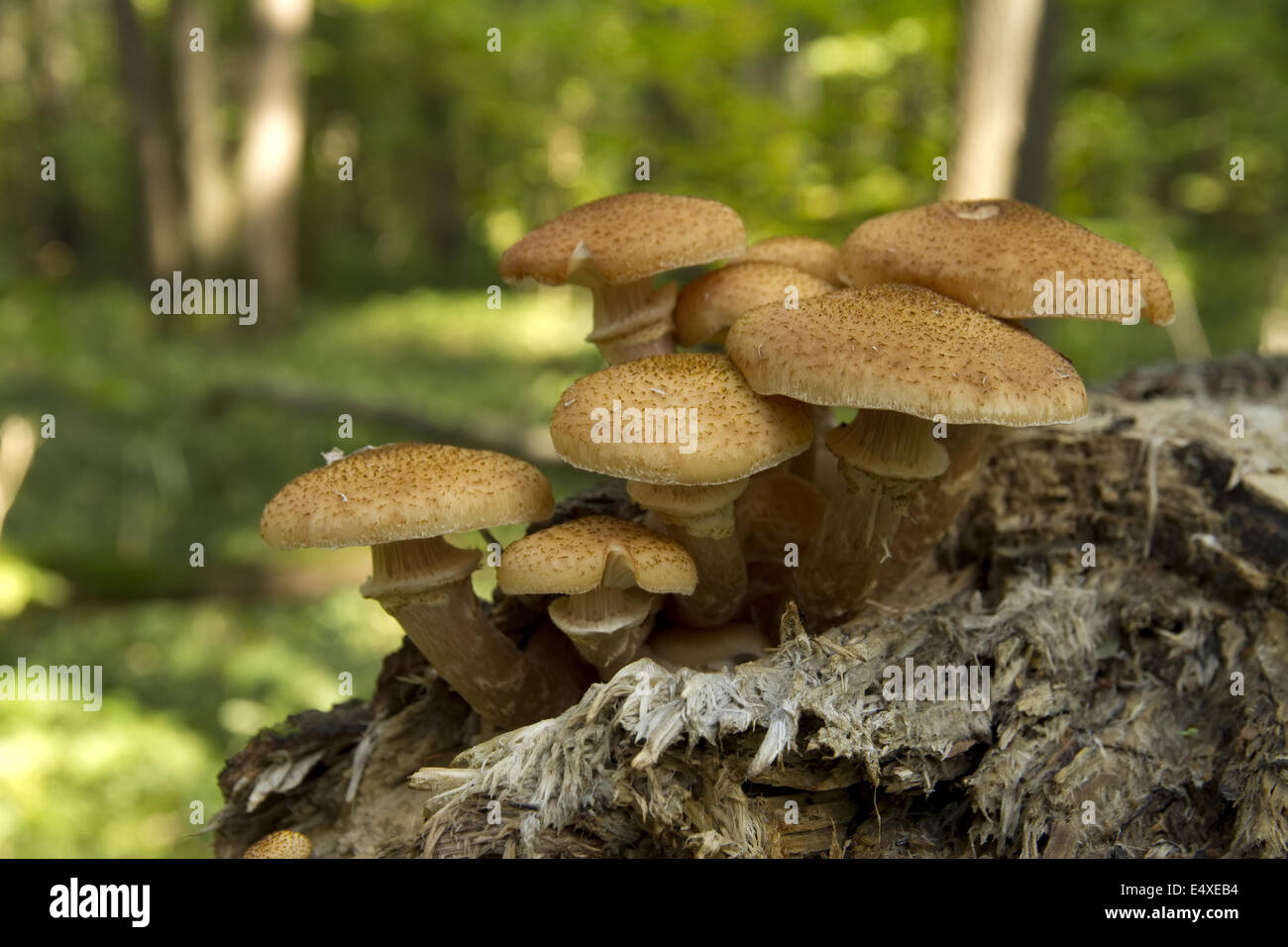 Essbare waldpilze -Fotos und -Bildmaterial in hoher Auflösung - Seite 2 ...