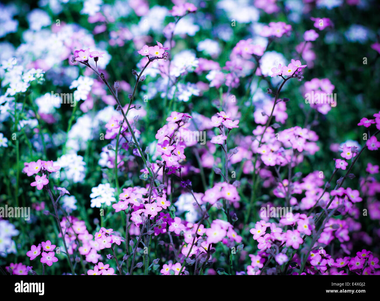 Karlsbader blumenfeld -Fotos und -Bildmaterial in hoher Auflösung – Alamy