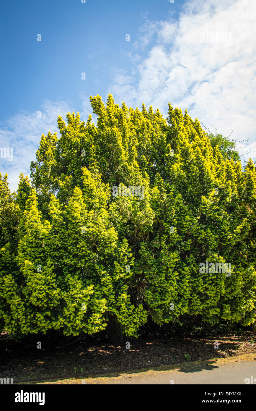 Gemeinsame oder Europäische Eibe, Taxus Baccata, Kew Royal Botanic ...
