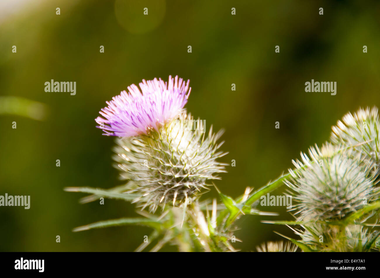 Symbol scottish thistle -Fotos und -Bildmaterial in hoher Auflösung – Alamy