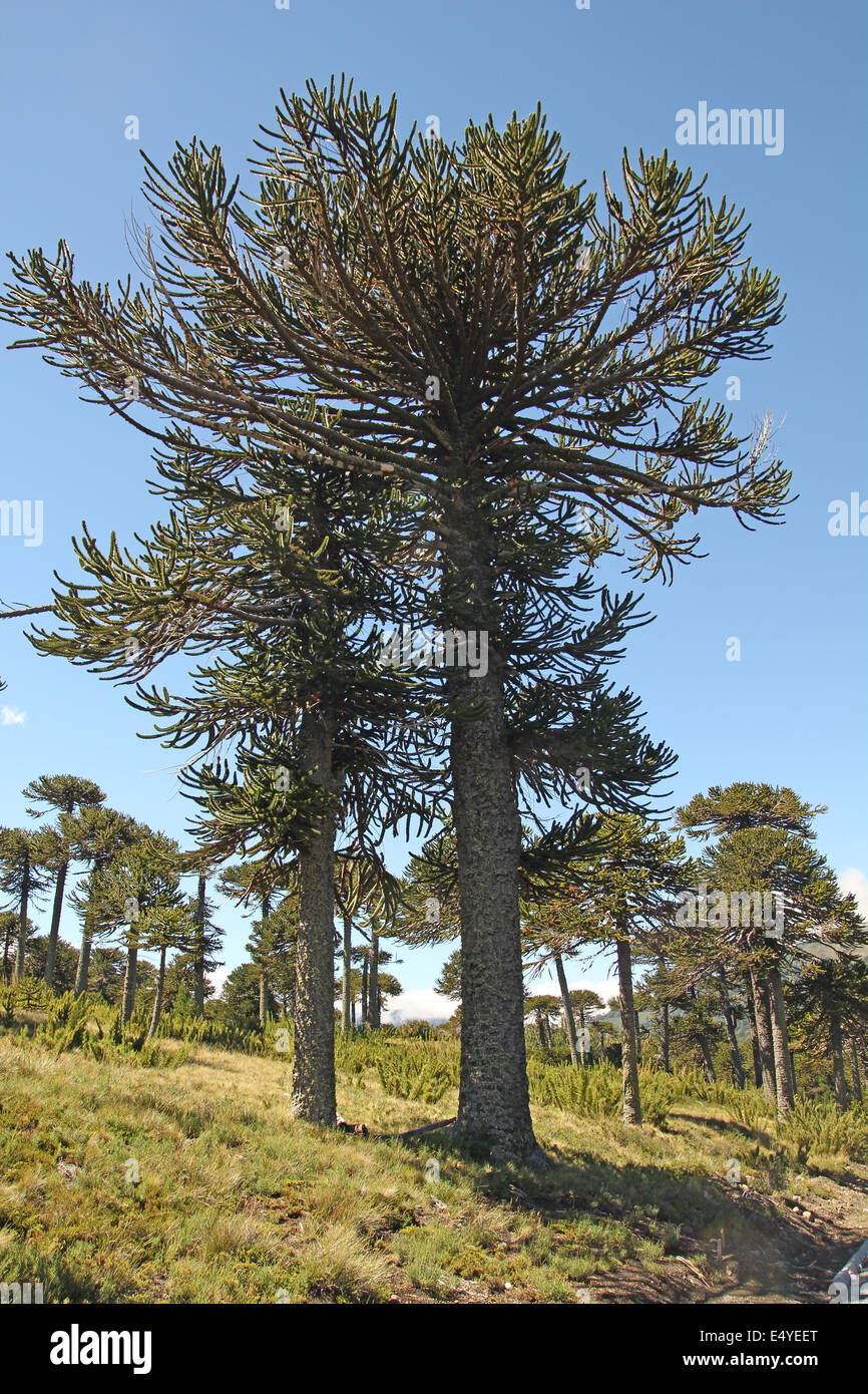 Araukarie (Araucaria Araucana) Bäume in Bio Bio Park (Chile ...