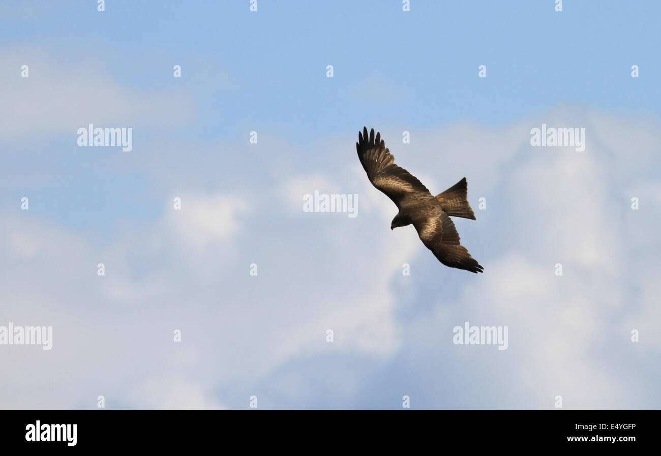Mäusebussard fliegen -Fotos und -Bildmaterial in hoher Auflösung – Alamy