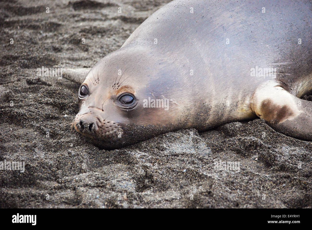 Seeelephant -Fotos und -Bildmaterial in hoher Auflösung – Alamy