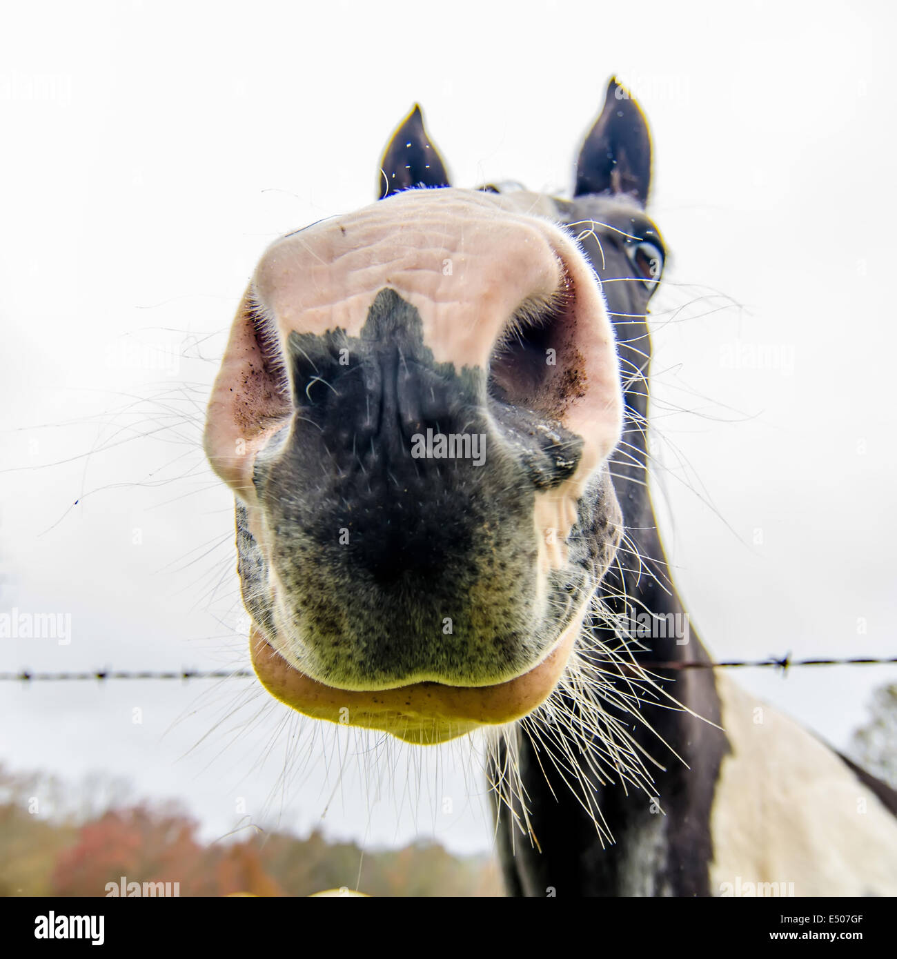 Lustiges pferd -Fotos und -Bildmaterial in hoher Auflösung – Alamy