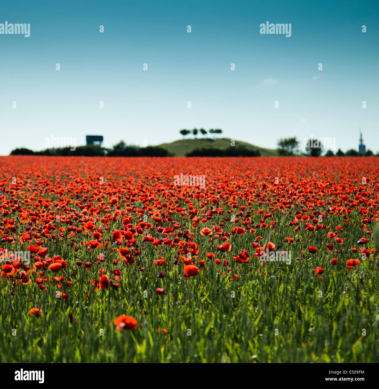 Mohnfeld mohn -Fotos und -Bildmaterial in hoher Auflösung – Alamy