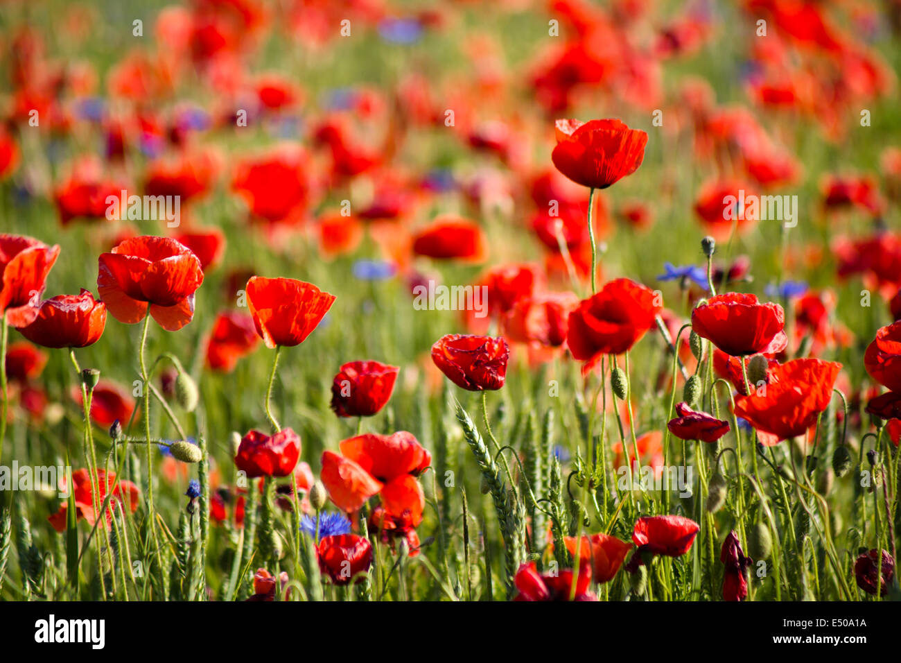 Mohnfeld mohn -Fotos und -Bildmaterial in hoher Auflösung – Alamy