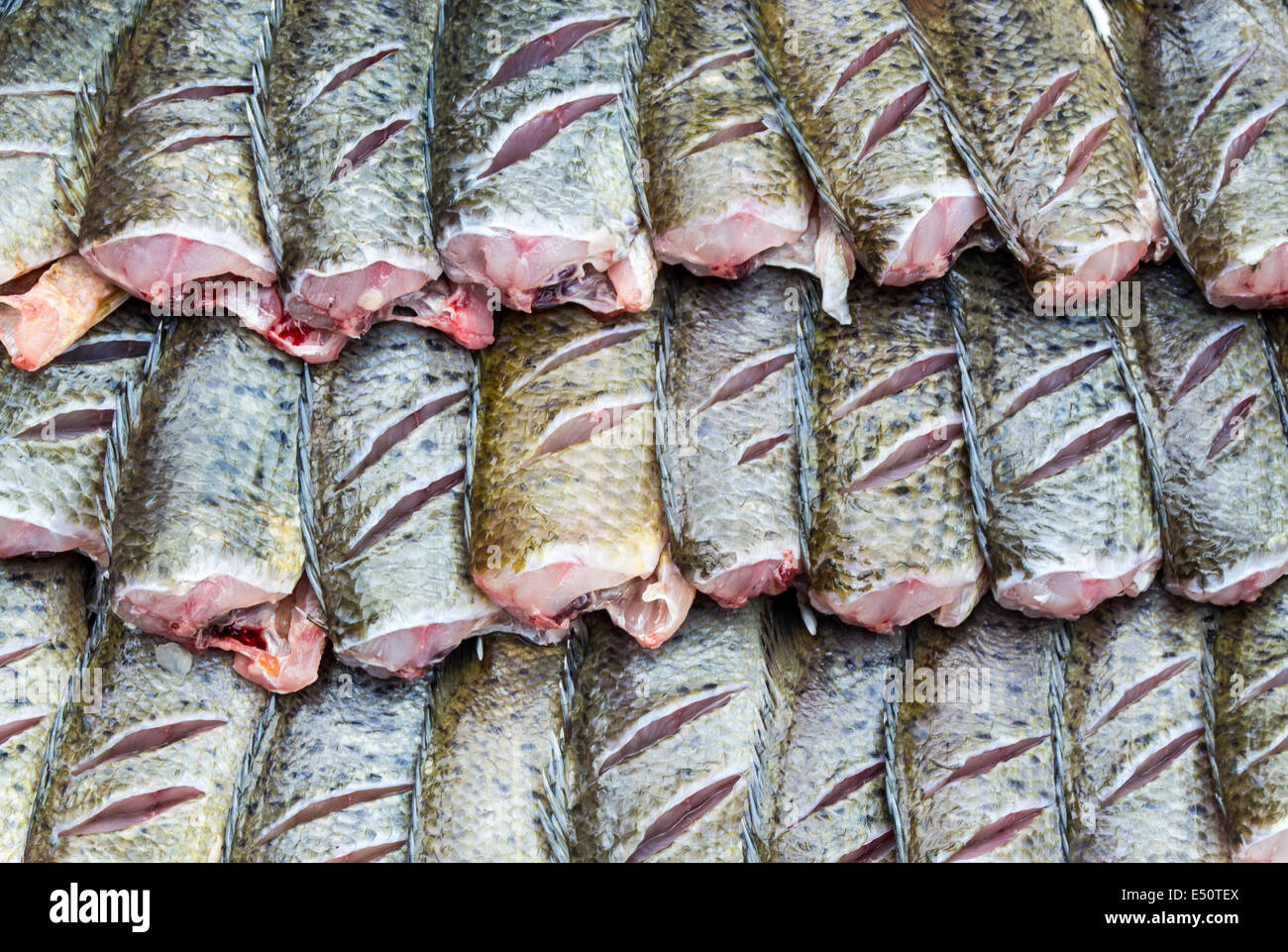 Es gibt zu viele fische im meer -Fotos und -Bildmaterial in hoher ...