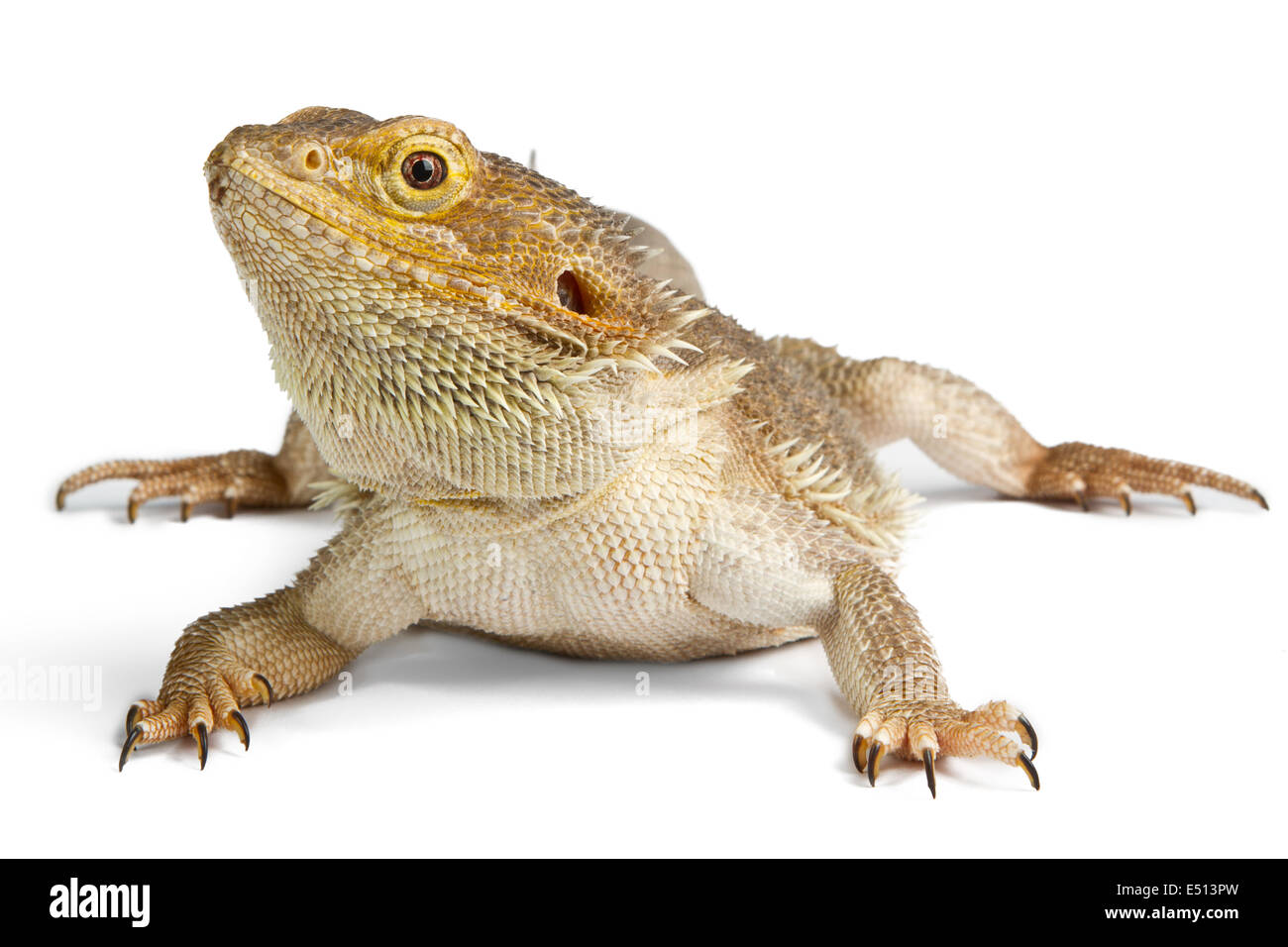 Schuppen drache Ausgeschnittene Stockfotos und -bilder - Alamy